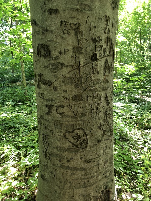 Tree Carvings in Dunn's Woods at Indiana University - Clio